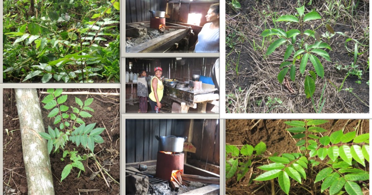 Profile ONG Prospek Timor Leste