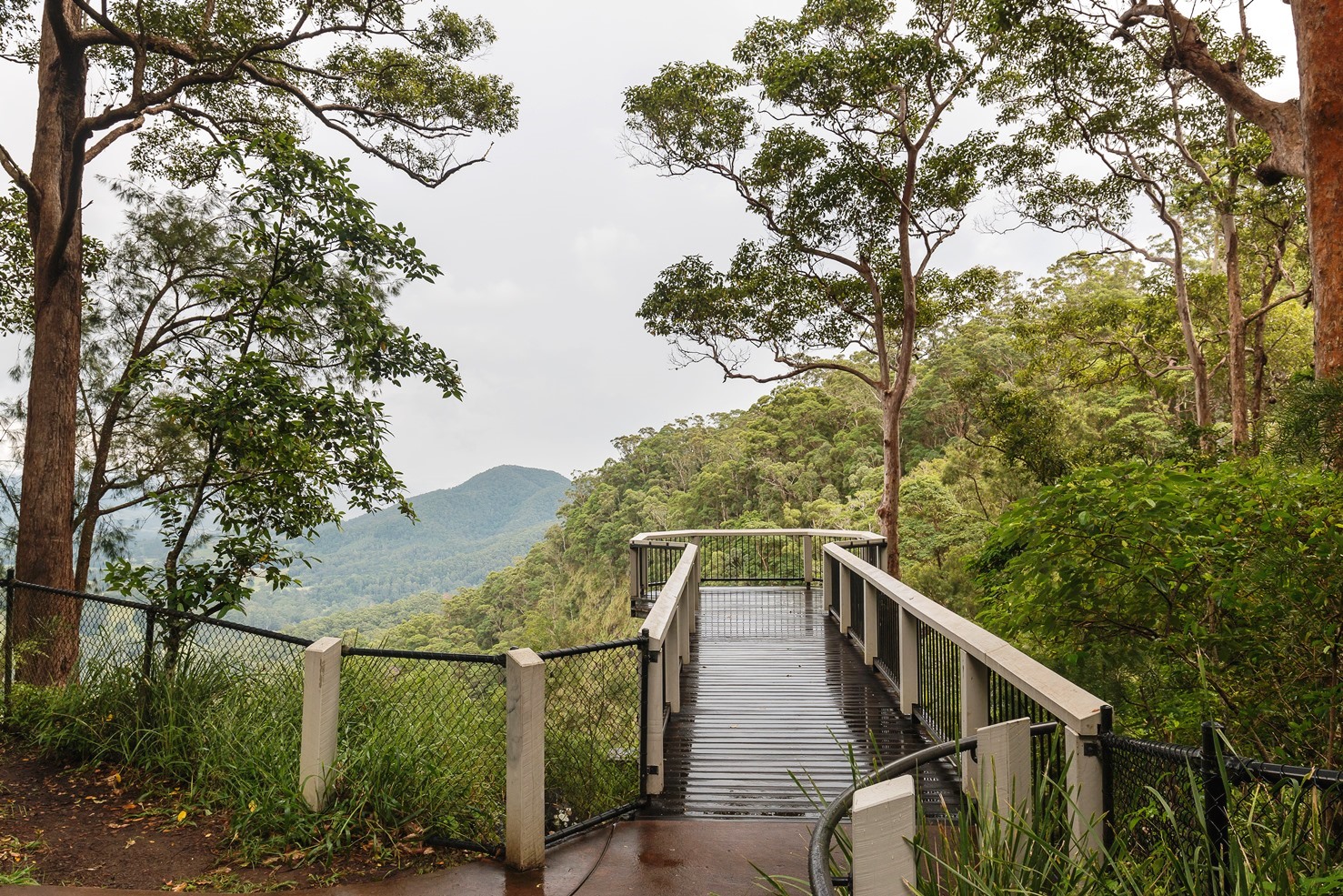 National Park Odyssey: Mapleton Falls National Park, QLD.