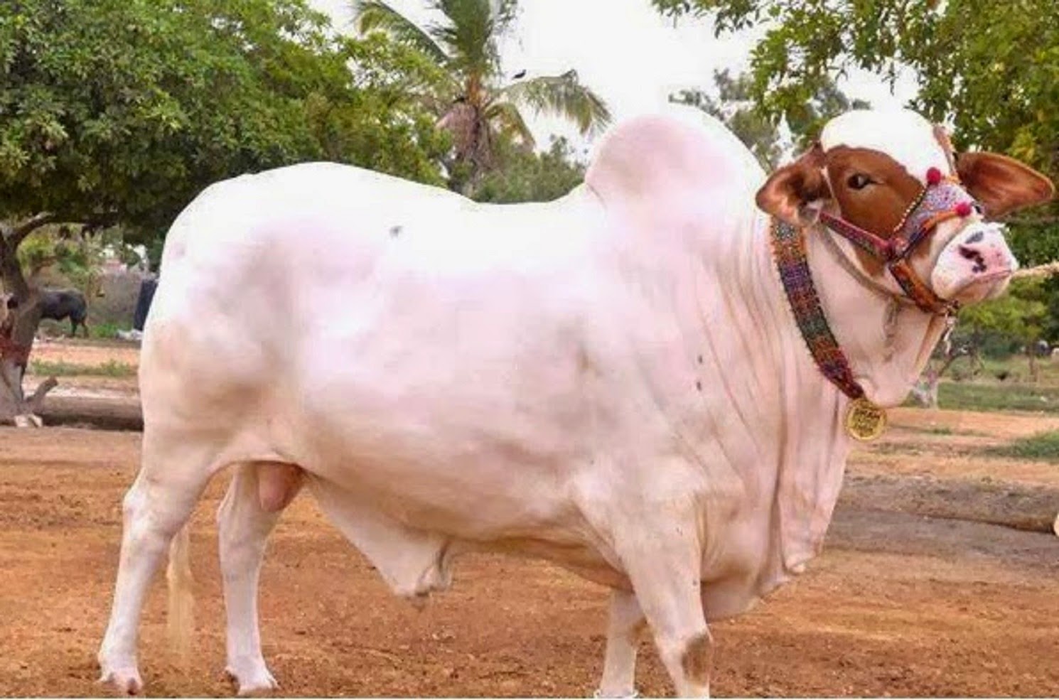 Beautiful Bakra Eid Cow HD Wallpaper - all 4u wallpaper