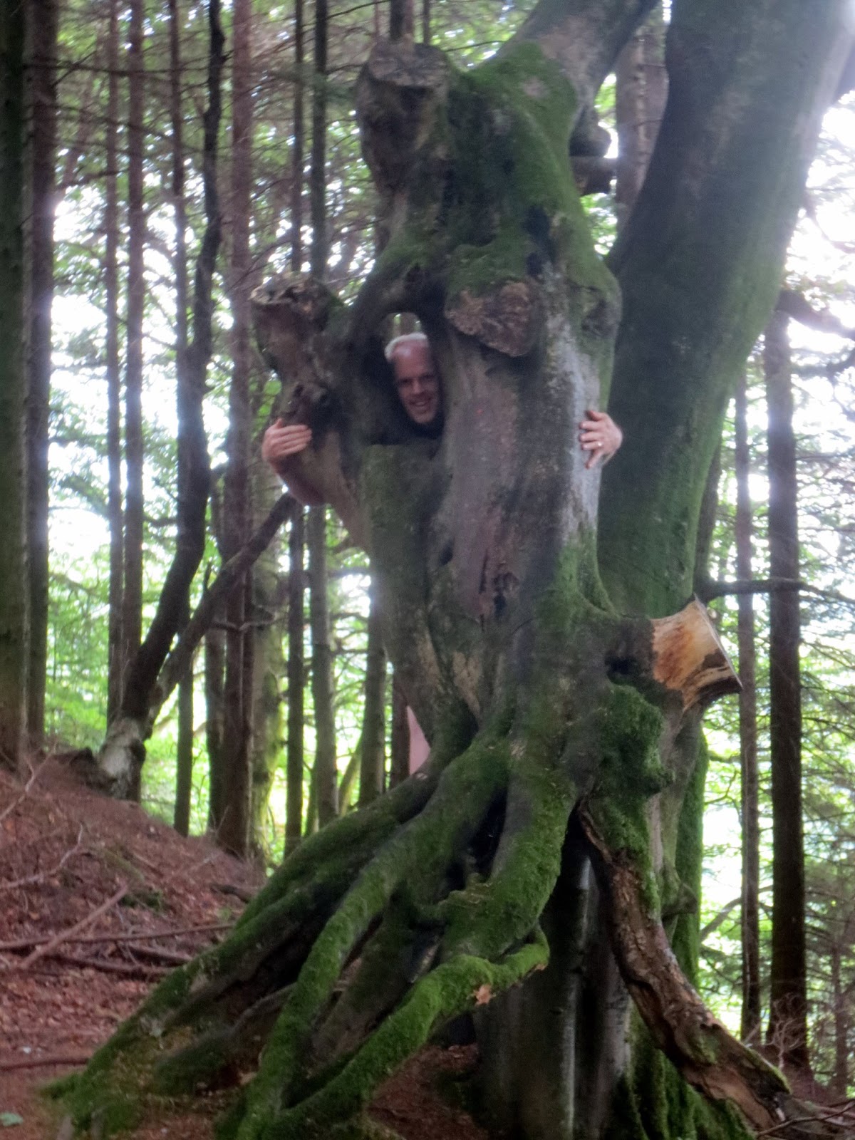 Connor and Duncan's excellent adventures: Day 13 - Fangorn Forest