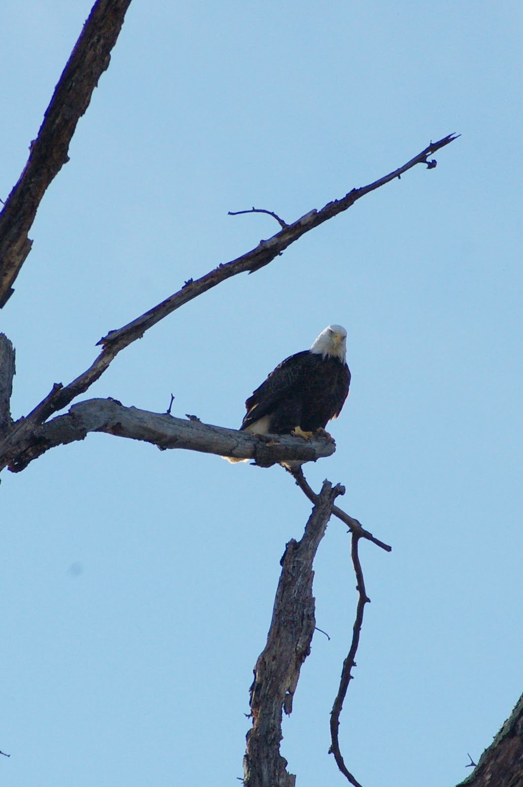 Diane Turpin Designs