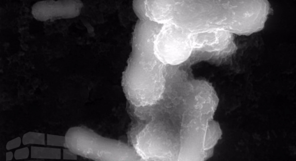 Biomason: Los ladrillos para una arquitectura sustentable: 2016