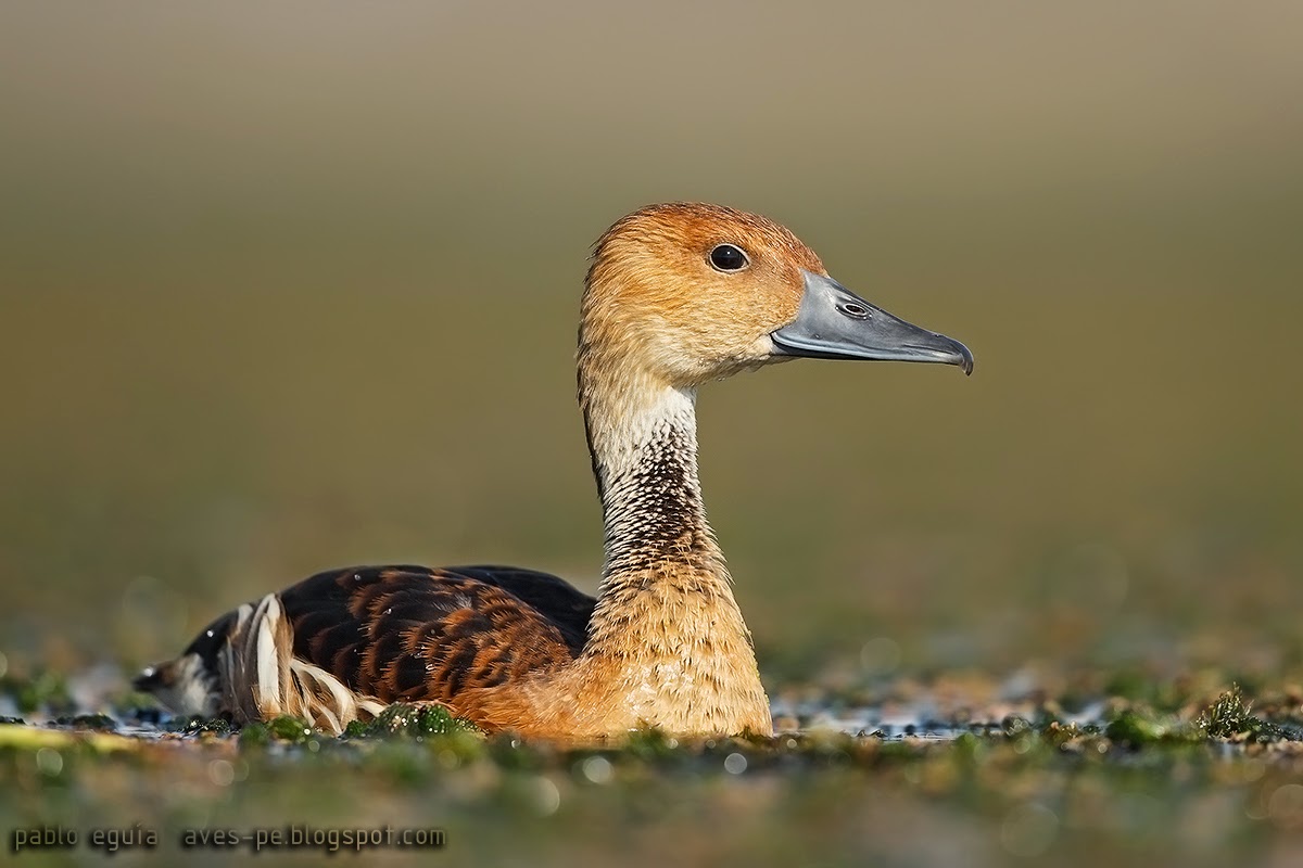 mis fotos de aves: Dendrocygna bicolor Sirirí Colorado Fulvous ...