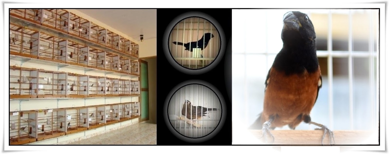 CURIOZEIROS: Manejo específico na formação do curió galador.