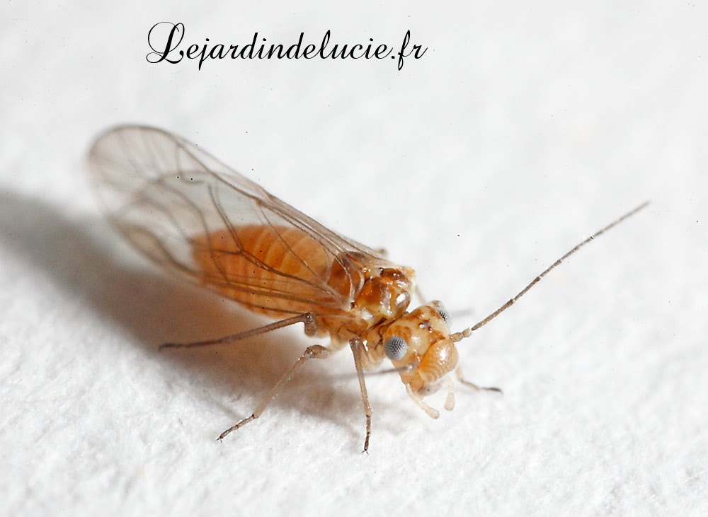 Cuneopalpus cyanops , un Psoque.