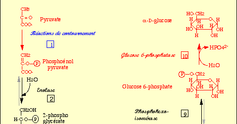 LA NEOGLUCOGENESE ~ COURS de la pharmacie