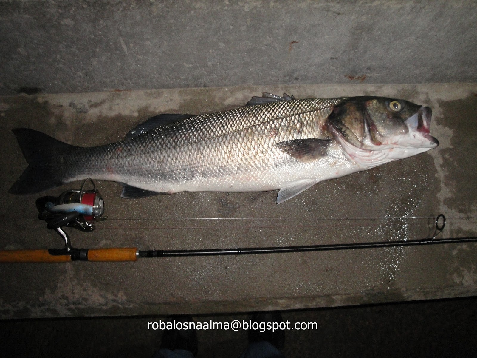 Robalos na alma: Spinning aos robalos de Verão