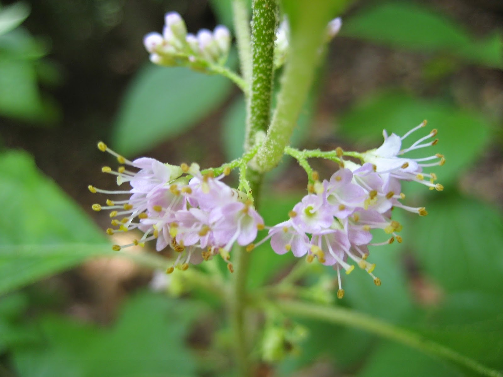 Discovering His Creation: American Beautyberry / French Mulberry ...