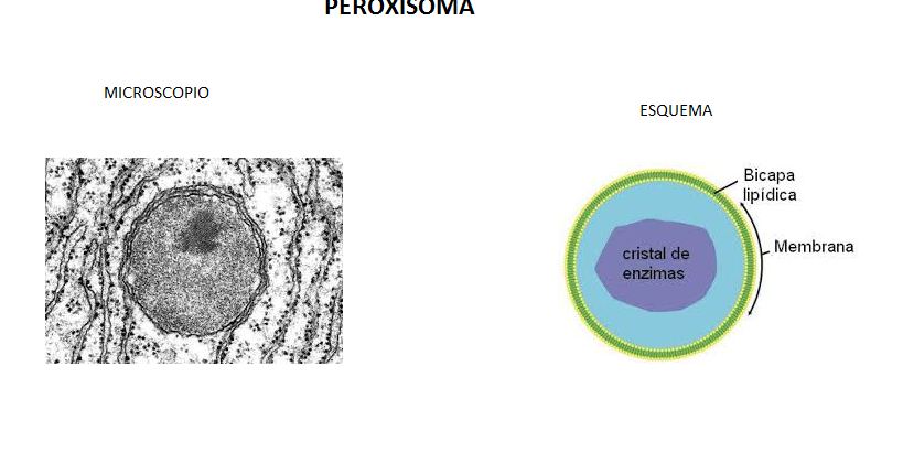 ORGANELAS: peroxisoma- estructura y función