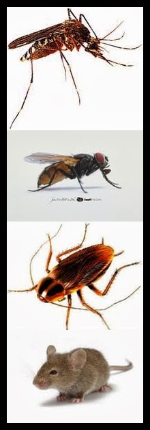 Vektor Penyakit - Perumperindo.co.id