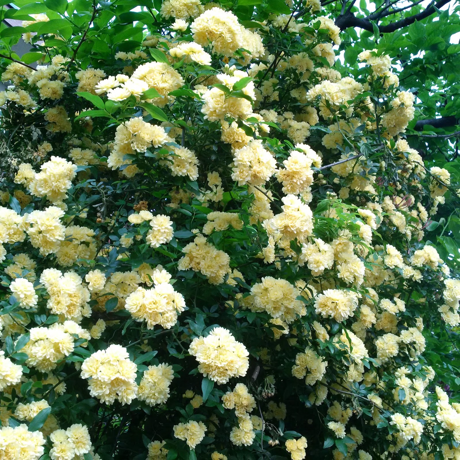 El seto secreto de jazmín