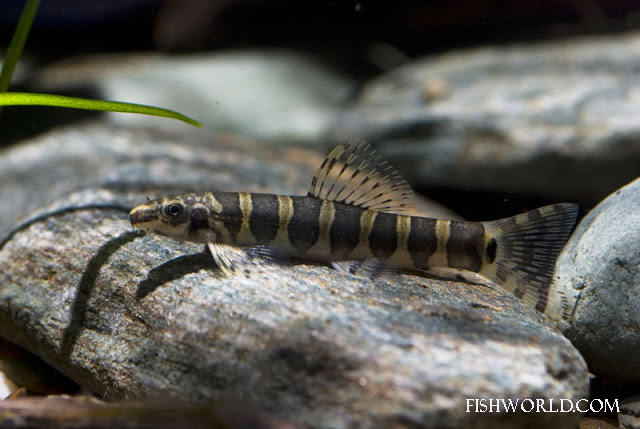 Serpent loach ( Serpenticobitis octozona ) | FISH WORLDs.com
