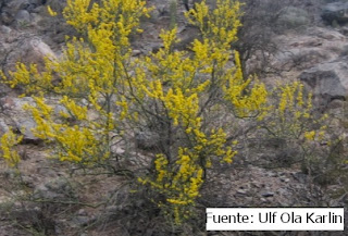 PLANTAS AUTÓCTONAS DE SAN JUAN Y SUS USOS: Brea