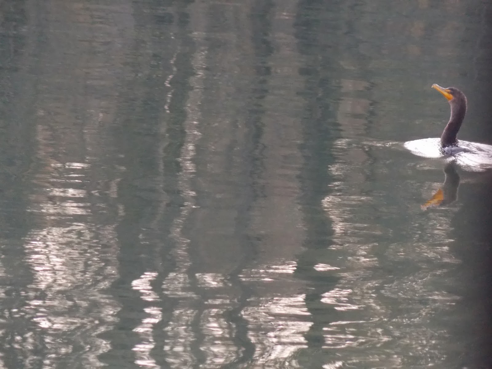 Alaskan Sea-Duction: Floating Turds