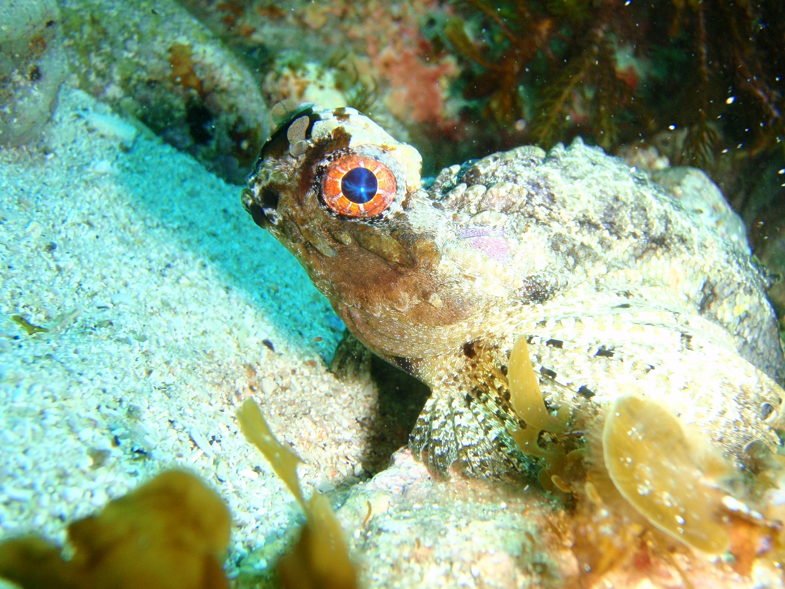 Real Monstrosities: Goblinfish