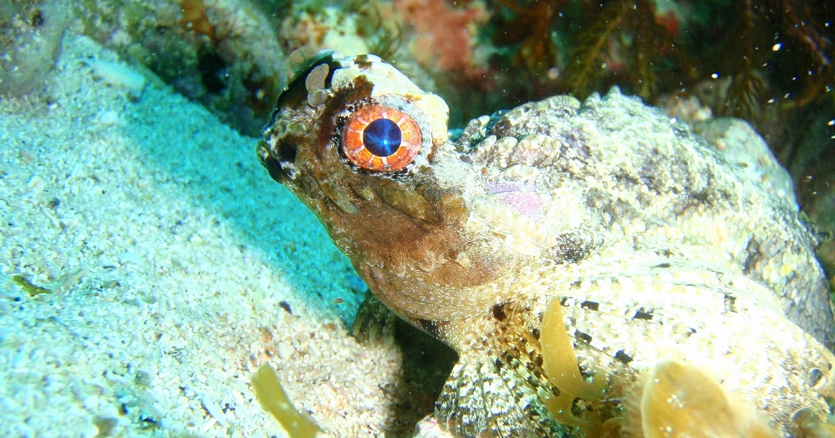 Real Monstrosities: Goblinfish