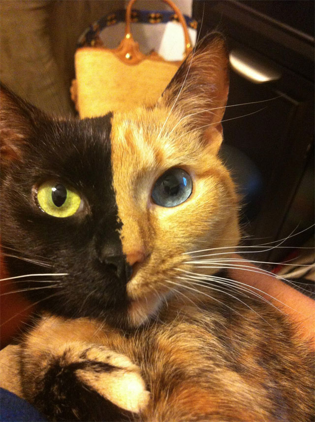 I Have Seen The Whole Of The Internet: Venus, The Heterochromatic ...