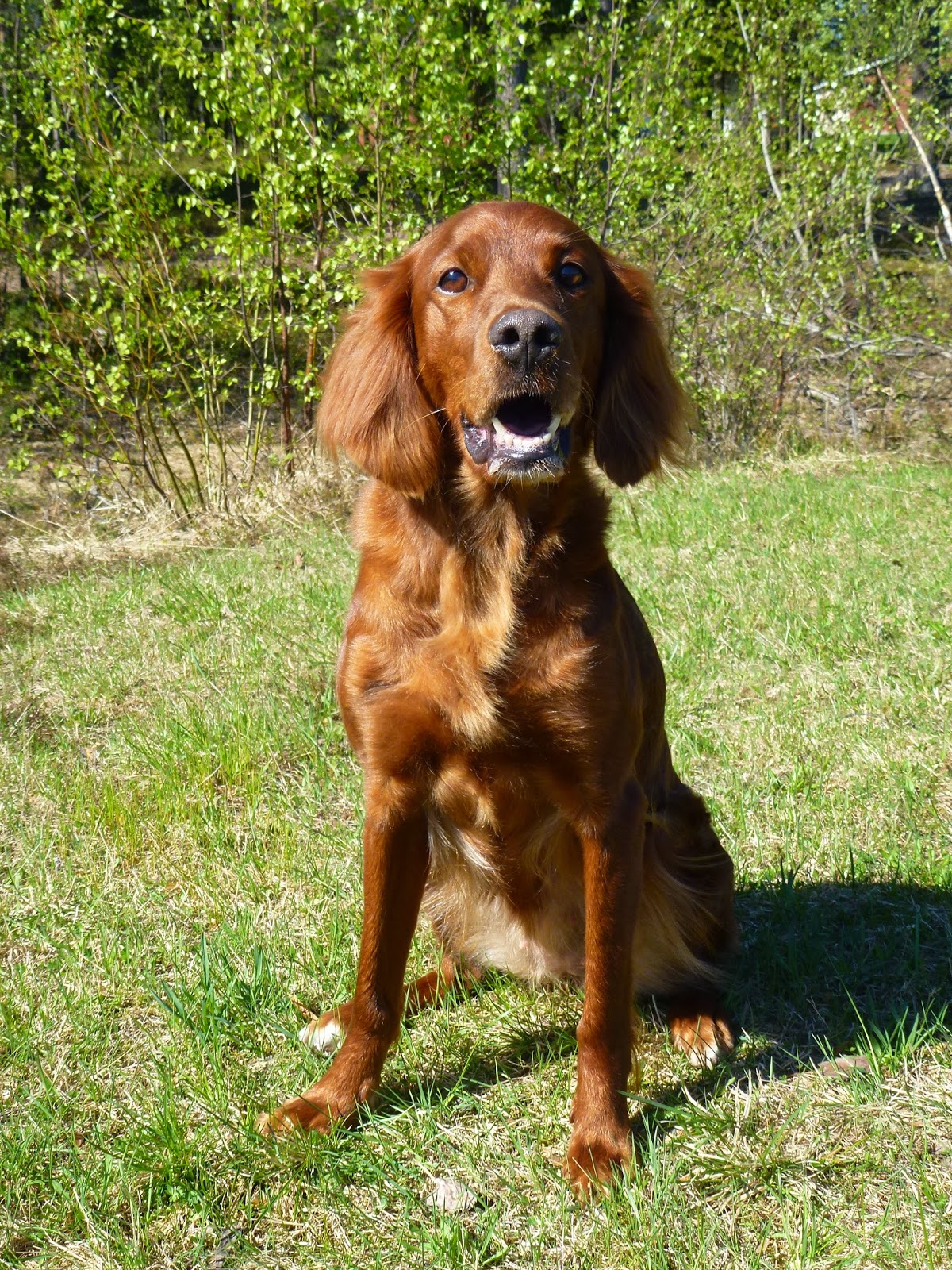 Kennel Strävsamma: J Neadalens Peppra