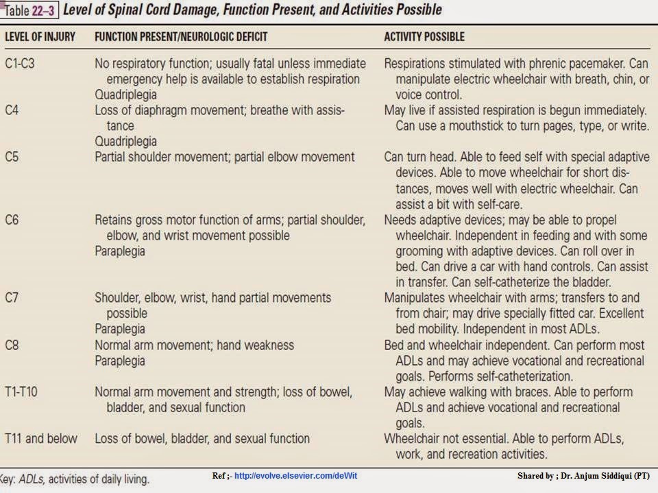 Knowledge Update : Spinal cord level of injury & neurological deficit ...