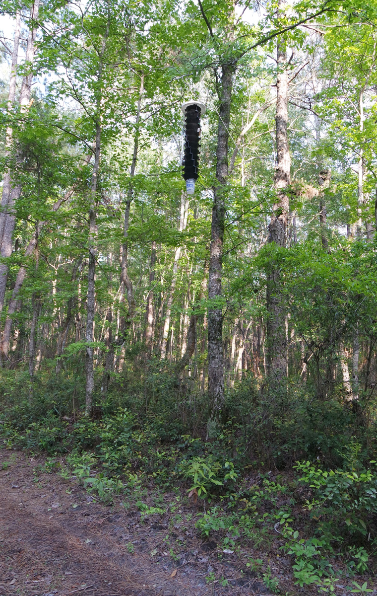 Southeastern Beetles