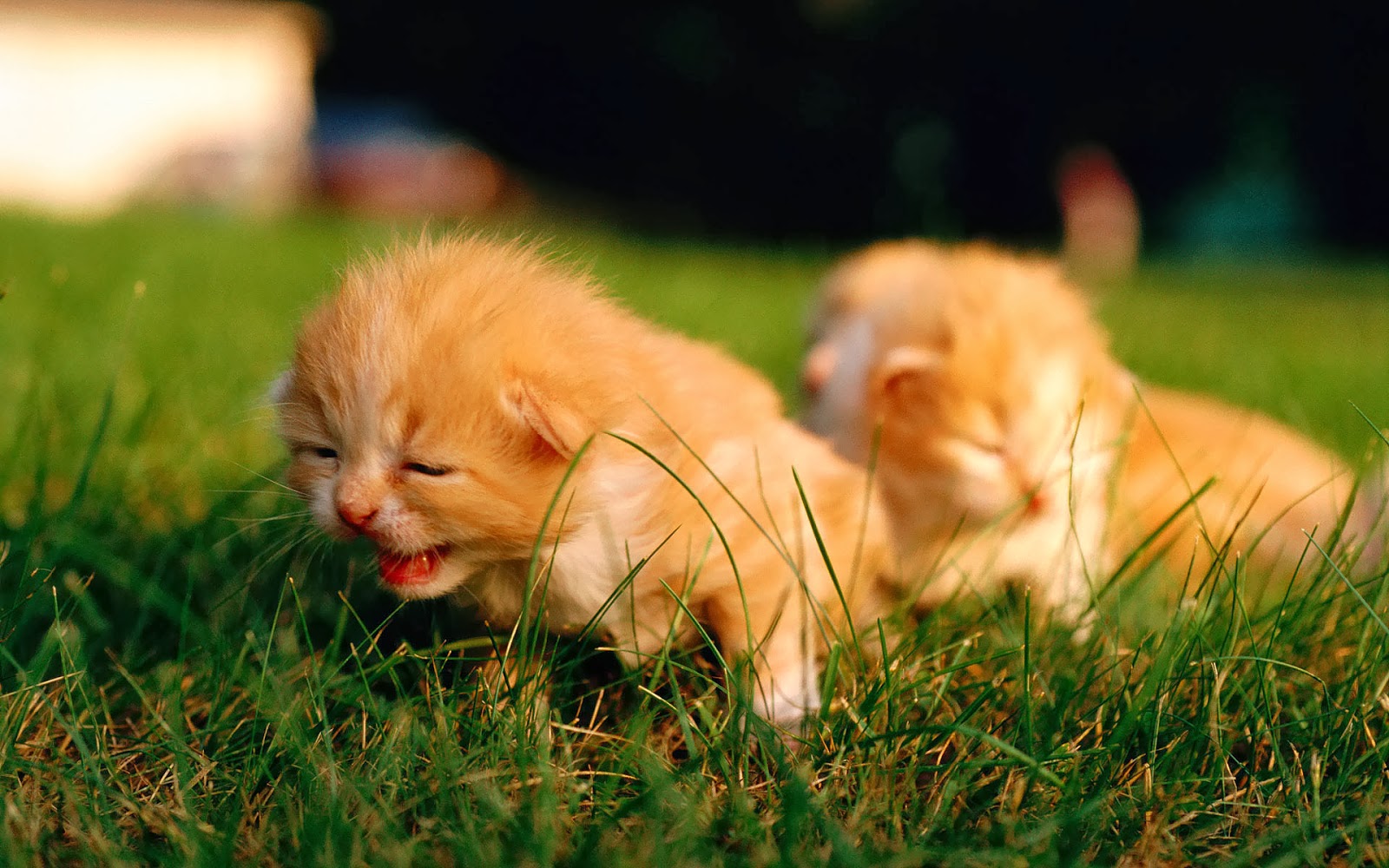 Katten wallpapers (katten foto's)