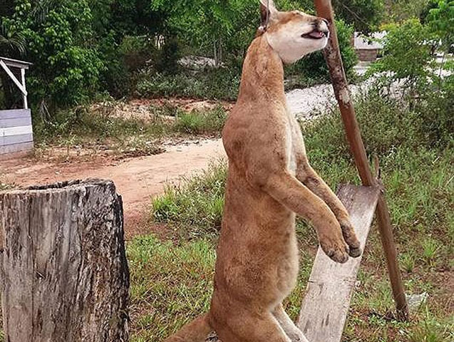 De jaguar in Suriname: Jachtwet en Wet Dierenwelzijn zijn papieren ...