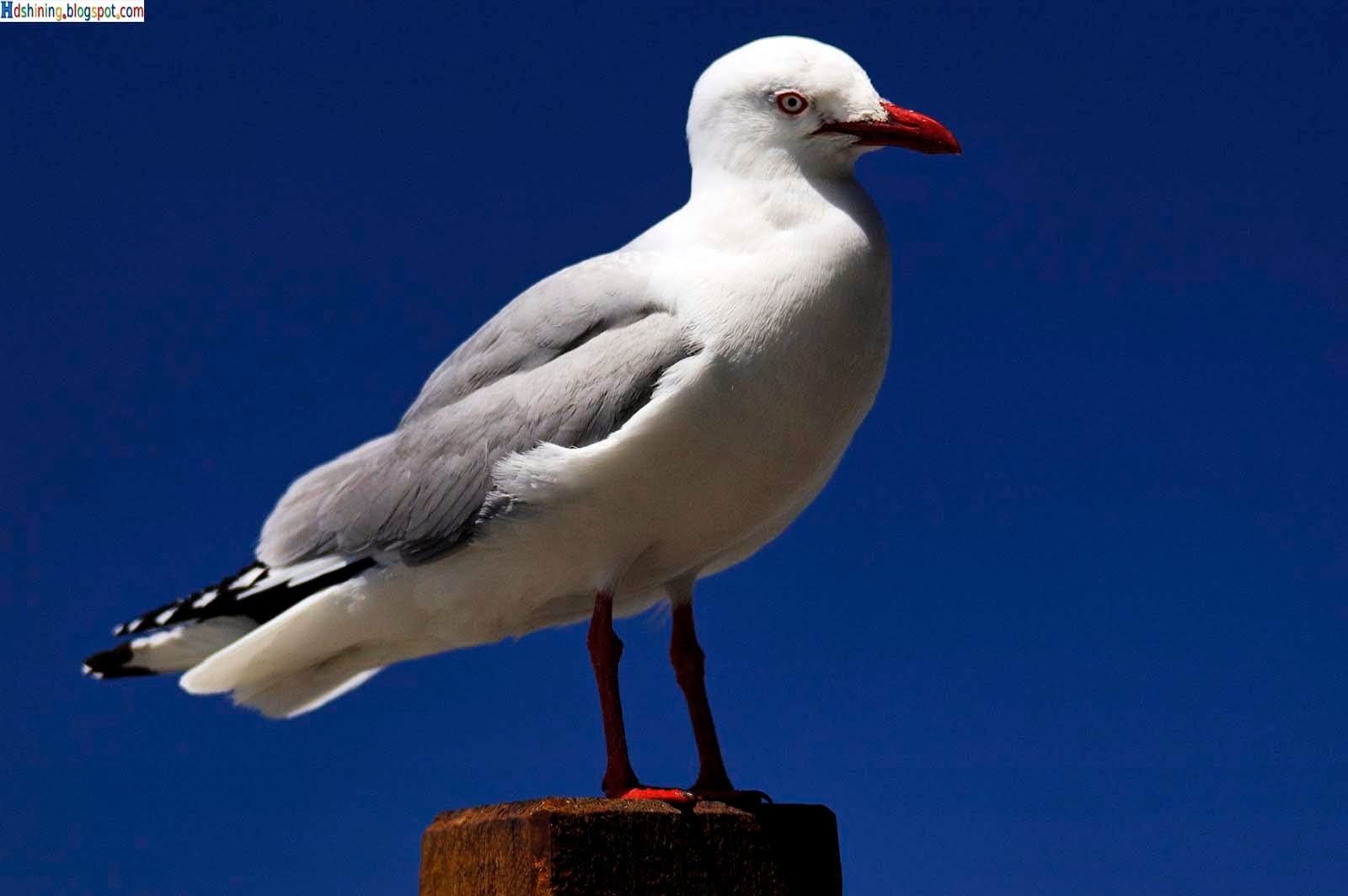 Beautiful Wallpapers For Desktop: HD Seagull Bird wallpapers