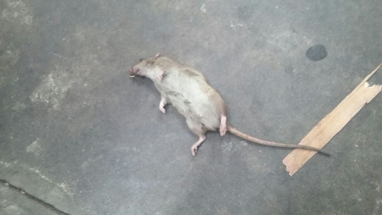 Walter Magui em Foco: Ratazana causa pânico no Mercado Municipal