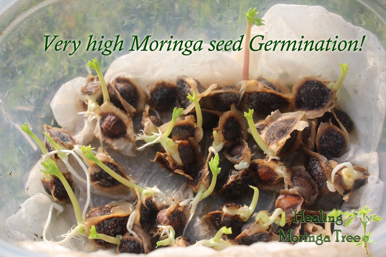 Healing Moringa Tree: High Germinating Moringa seeds,Organic