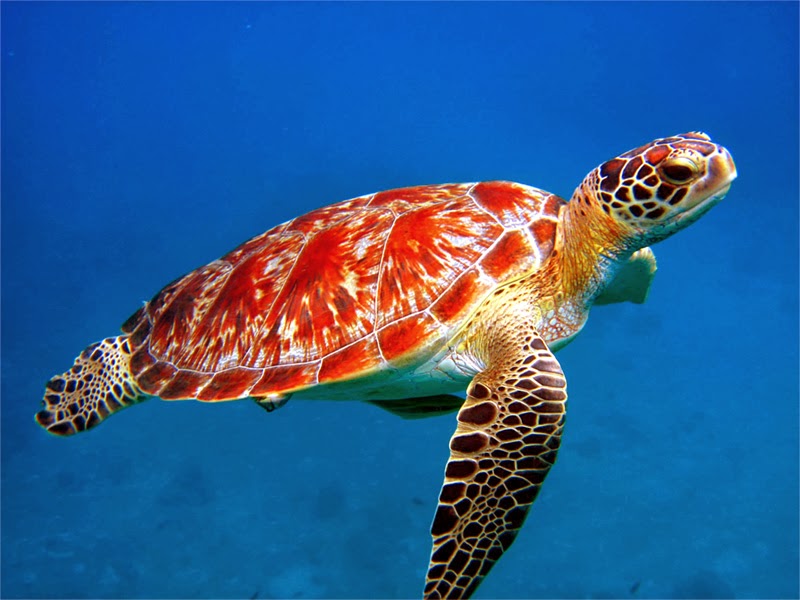 Rules of the Jungle: Sea Turtle Pictures