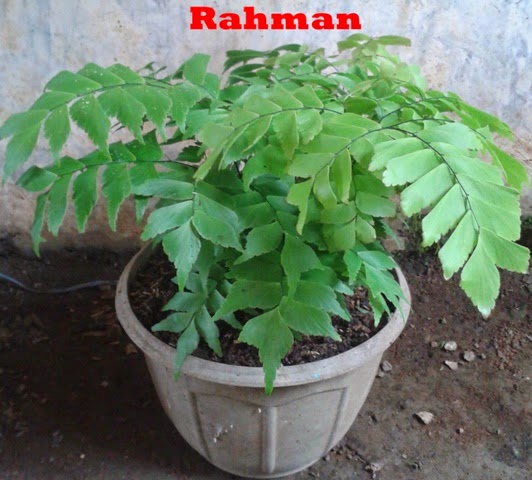 Jual Tanaman Hias: Suplir