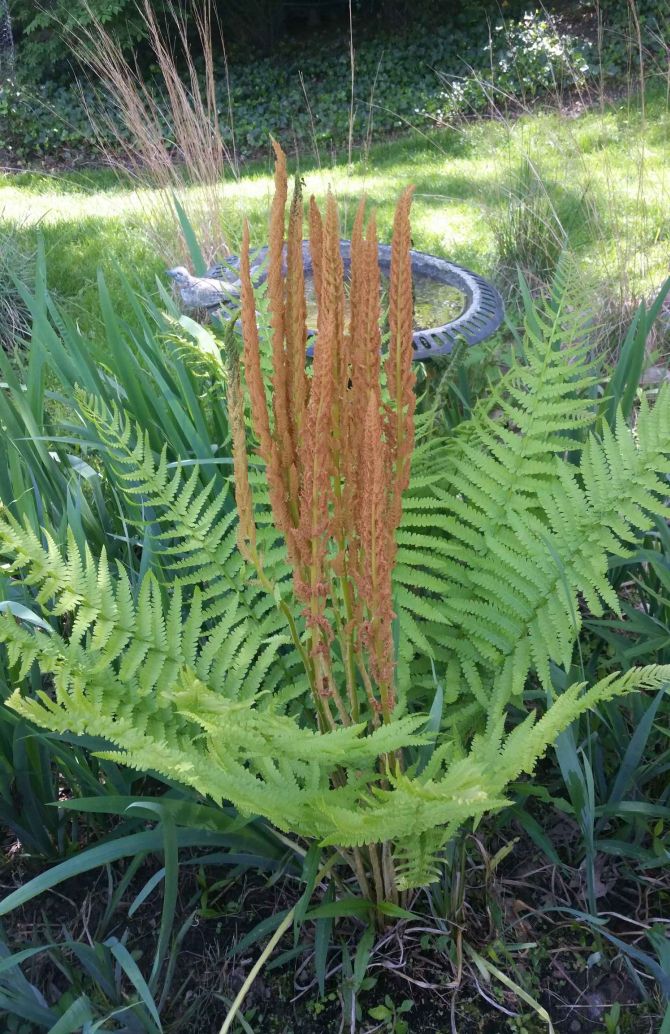 Future Plants by Randy Stewart: Flowering Ferns