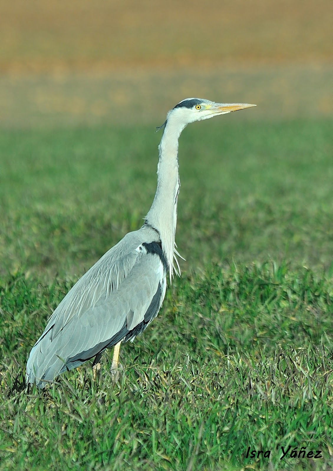 Naturaleza de Quintanilla del Agua (Burgos): Garzas montesas