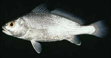 gHara javaN (Home Food): Konkani names for fish