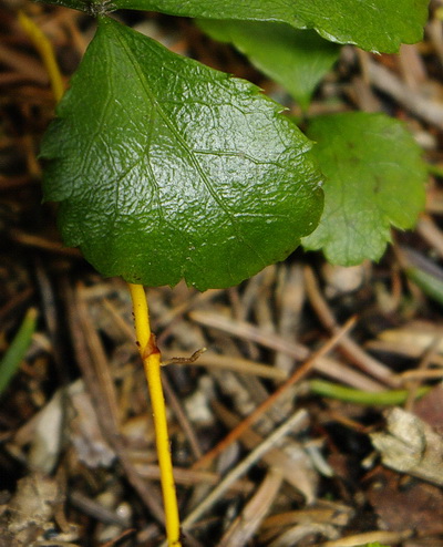 From Swamp Rats to Storms to Stillrooms: Gold Thread, for Helping with ...