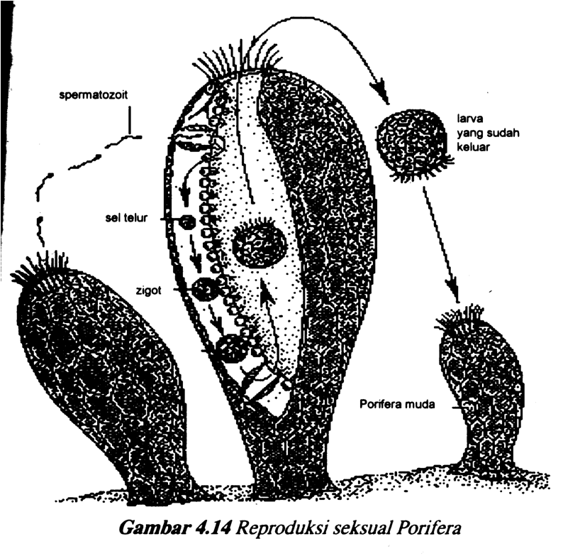 Hewan Spons, Porifera - Salty Light