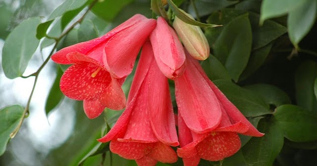 ARTE Y JARDINERÍA : LAPAGERIA ROSEA