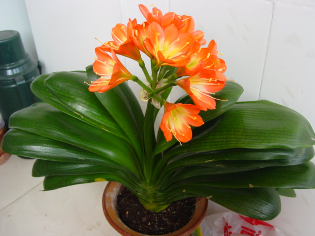 Best Flower's Care: CLIVIA