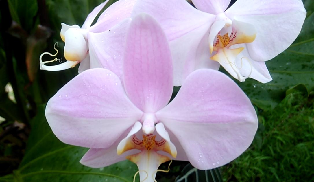 Selama 3 Bulan Bunga Anggrek Bulan Tetap Mekar - Rumah Daun Muda