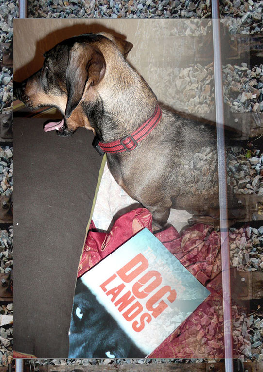 ...COQUELICOTS, COQUILLAGES...et BELLES PAGES !: Tim Willocks : "Doglands"