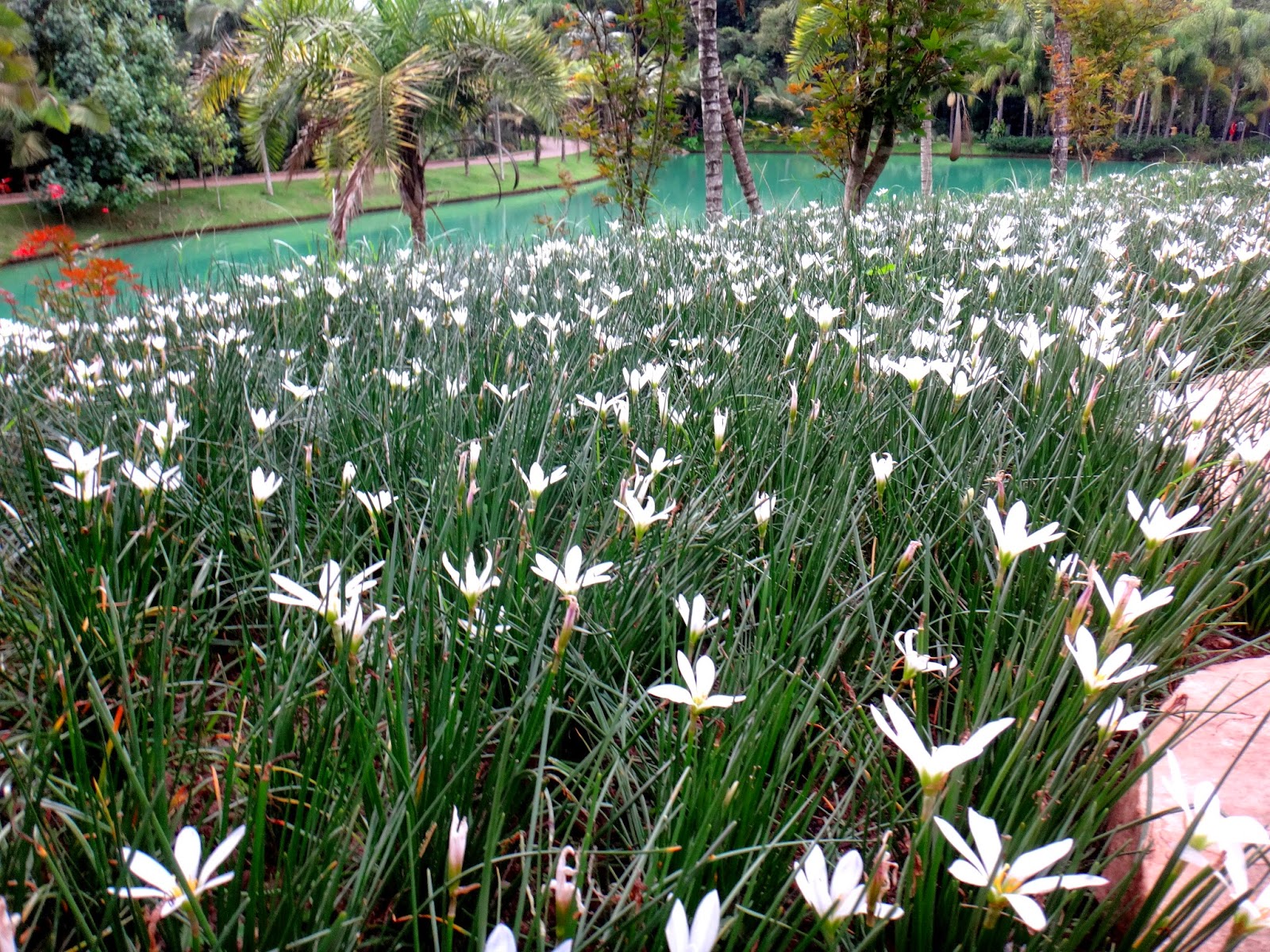 Uma flor por dia: Lírio-do-zéfiro, lírio-do-vento
