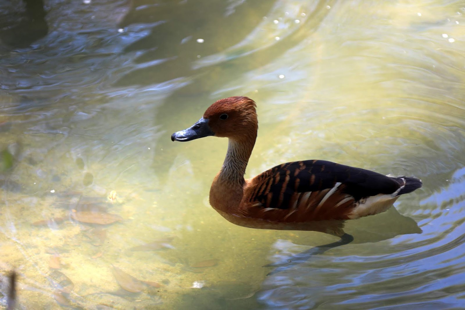 My Kampah: 4/11/19 GreenBrook Garden