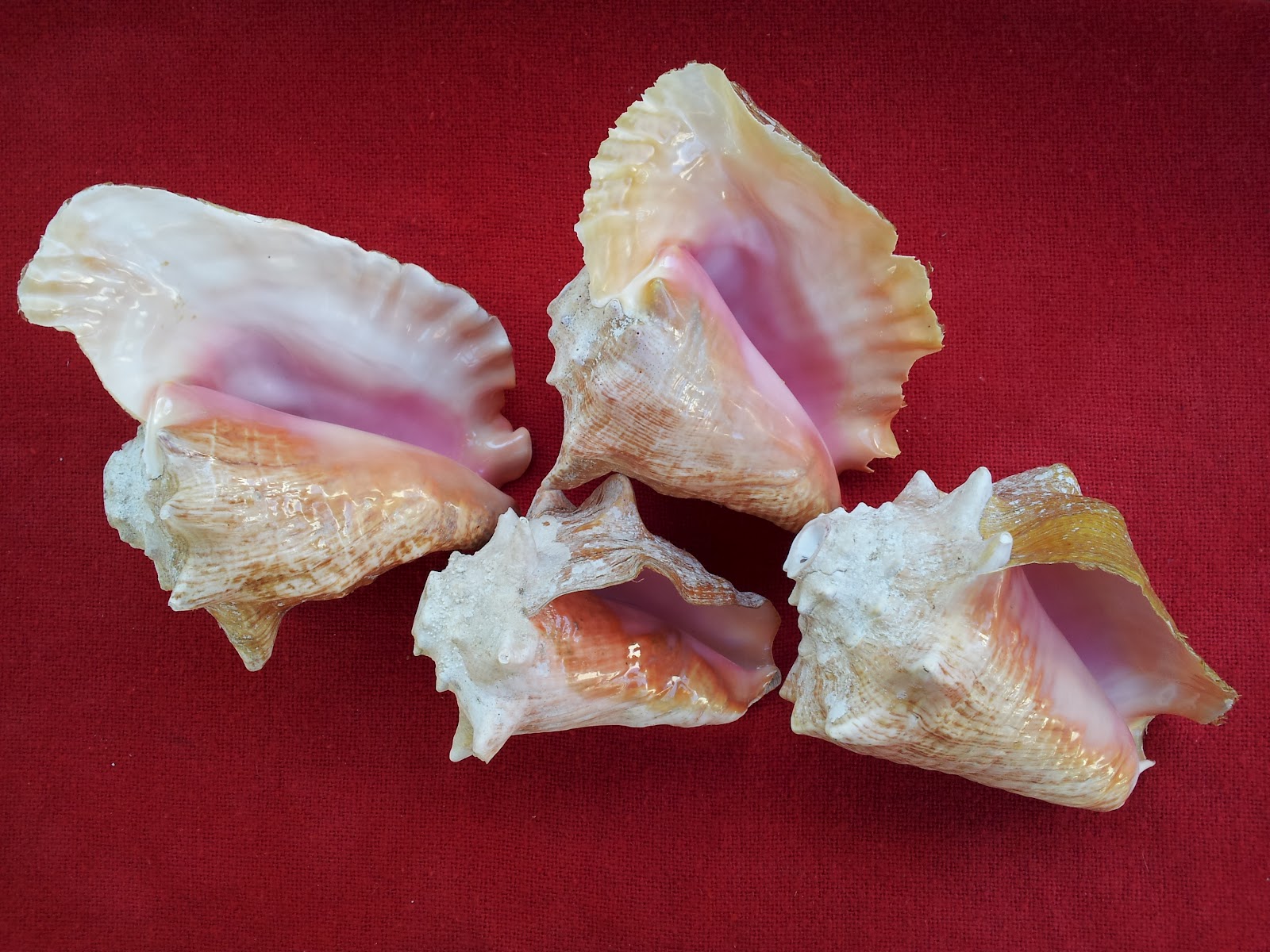 Religión Ancestral Taína~Jaití~: El Guamo