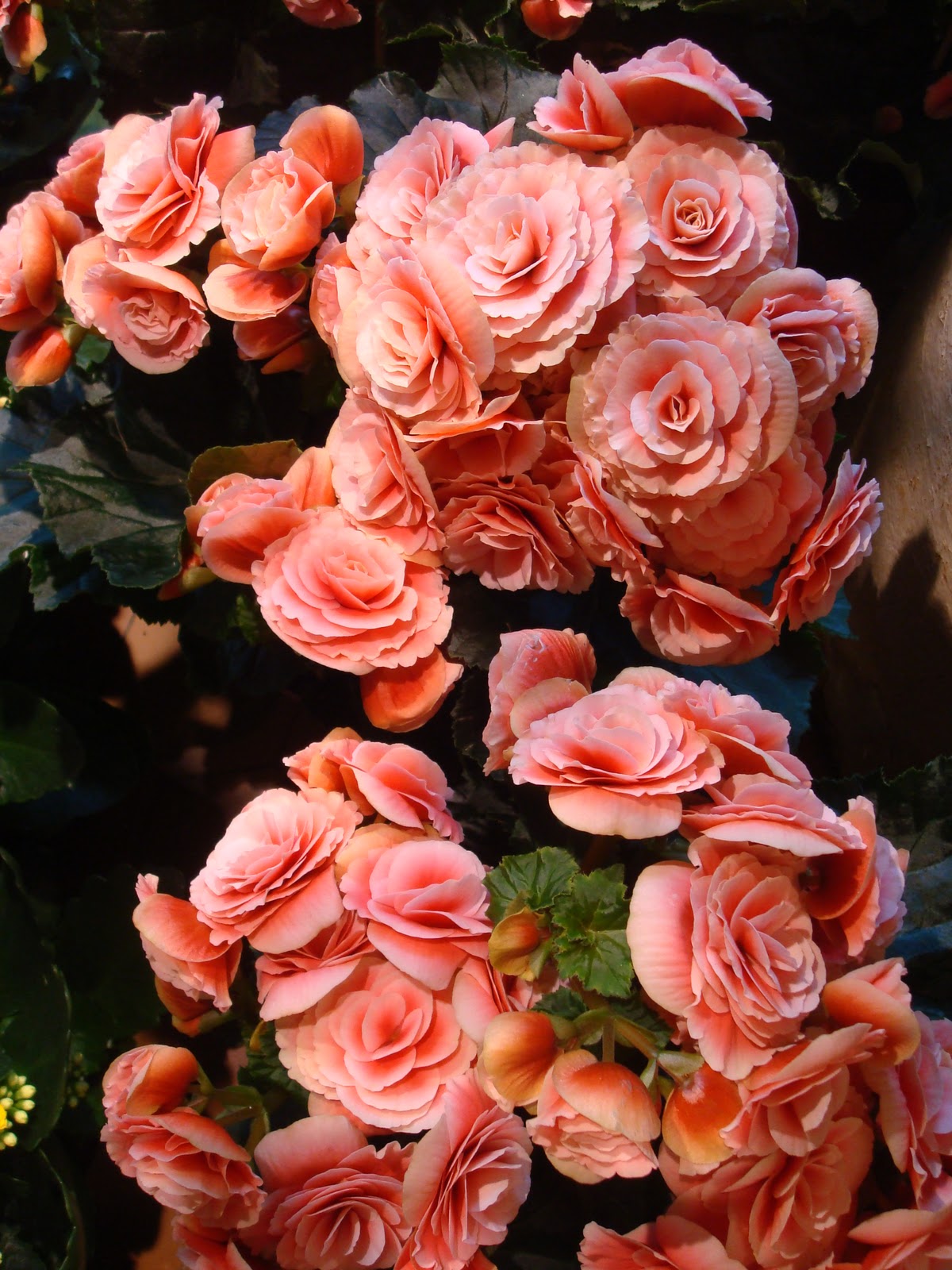 Fleuriste Isabelle Feuvrier: le bégonia élatior