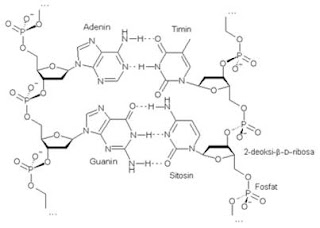 Molekular DNA & RNA dan Kloning Gen | Chemistry Has Solution