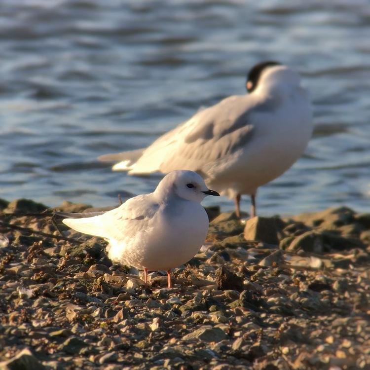 Gwent Birding: Larid revelation