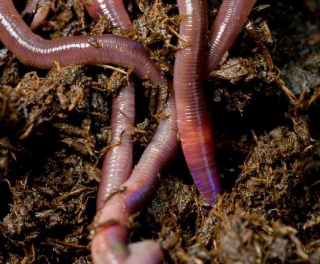 Alat Pencernaan Pada Ikan Dan Cacing Tanah | Blog Seputar Pendidikan ...