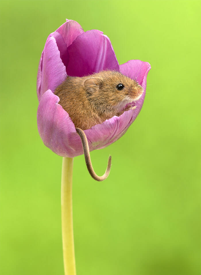 Photographer Tiptoed Through The Flowers To Capture Harvest Mice, And ...