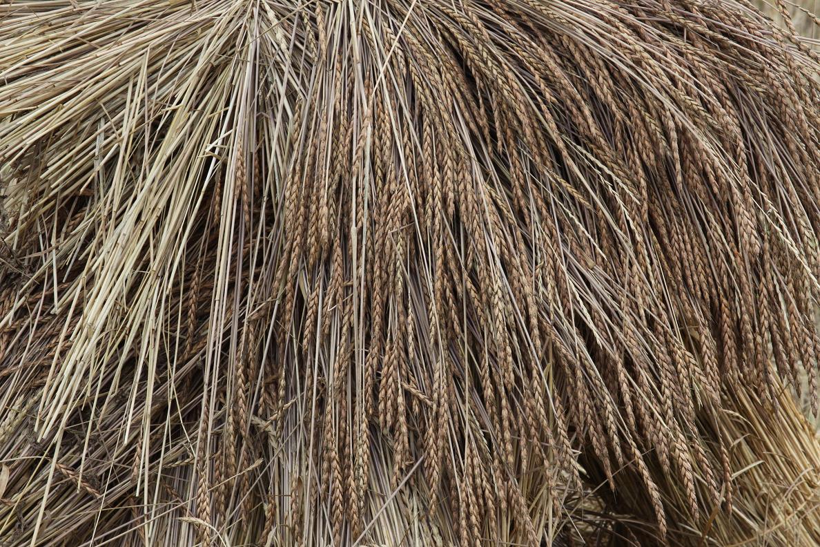 Michigan Exposures: Wheat Sheaves Again...