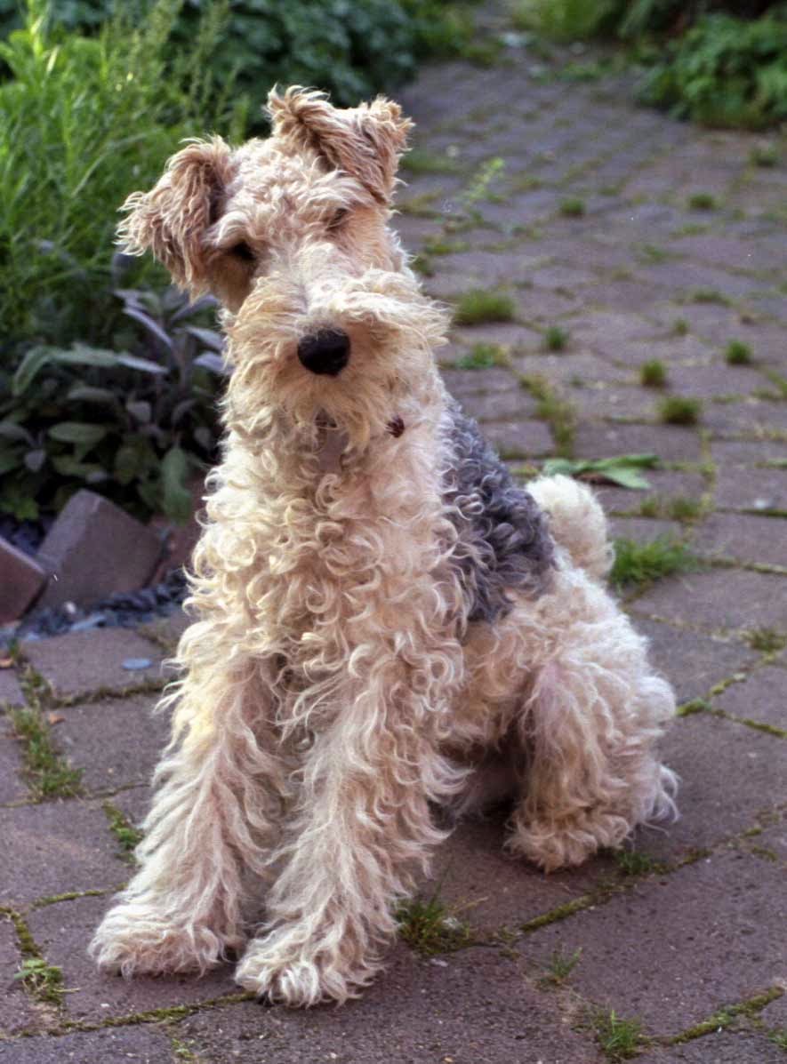 Cães & Cães: Fox Terrier Pelo Duro - 04